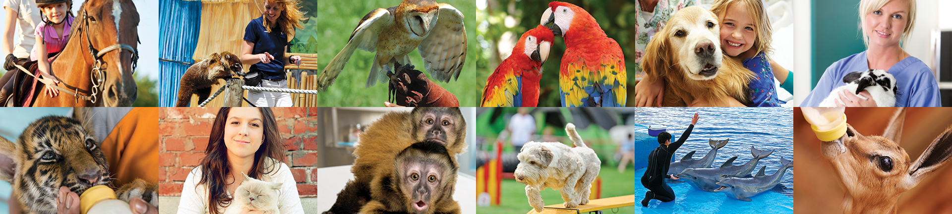 Animal Behavior Institute, Inc